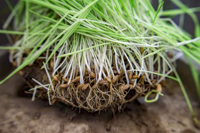 Germinated Sprouts of Seeds Stock Image - Image of green, plant: 61694859