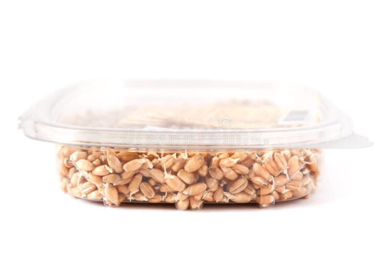 Germinated Wheat in a Container Stock Photo - Image of white ...