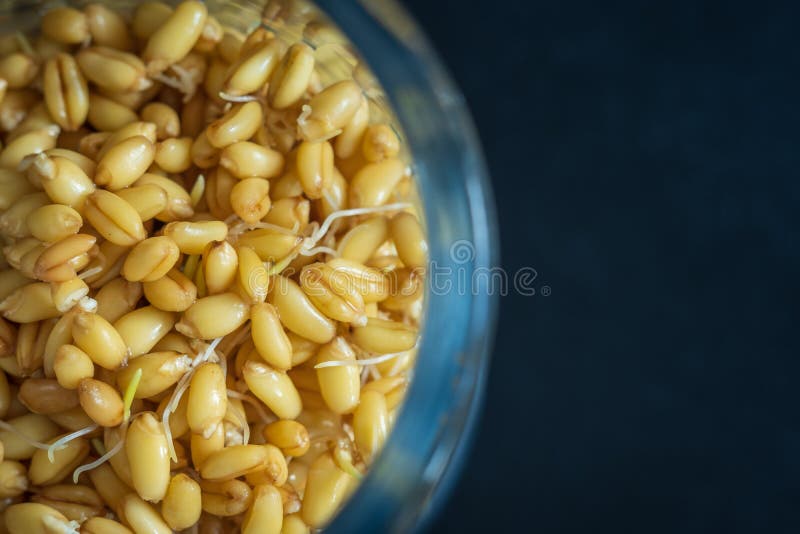 Germinated Wheat Grain Sprouts Inside Glass Tray Closeup Stock Image ...