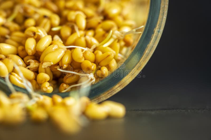 Germinated Wheat Grain Sprouts Inside Glass Tray Closeup Stock Photo ...