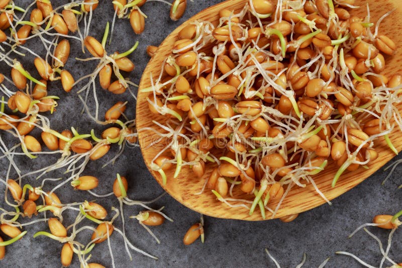 Germinated wheat grains stock image. Image of cereal - 89041415