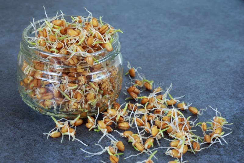 Germinated wheat grains stock photo. Image of crop, food - 91595976