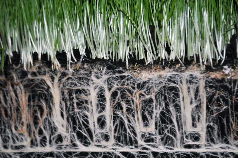 Plants of Wheat with Beautiful White Roots Stock Image - Image of ...