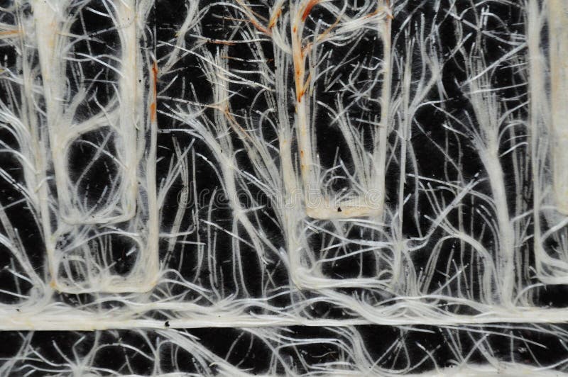 Plants of Wheat with Beautiful White Roots Stock Photo - Image of ...