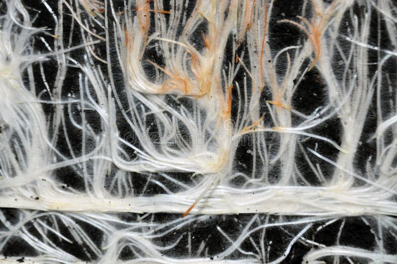 Plants of Wheat with Beautiful White Roots Stock Image - Image of ...