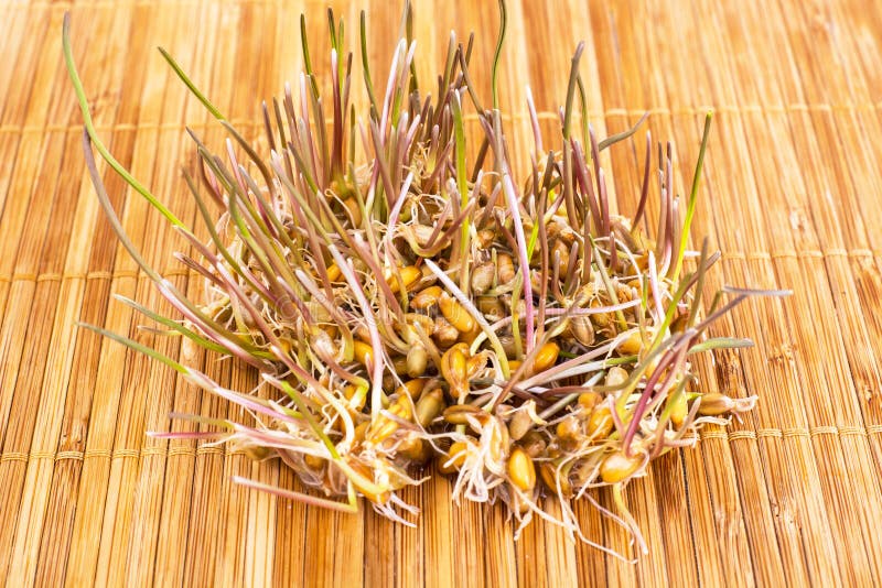 Germinated Wheat, Rye and Barley Stock Image - Image of growing, fresh ...
