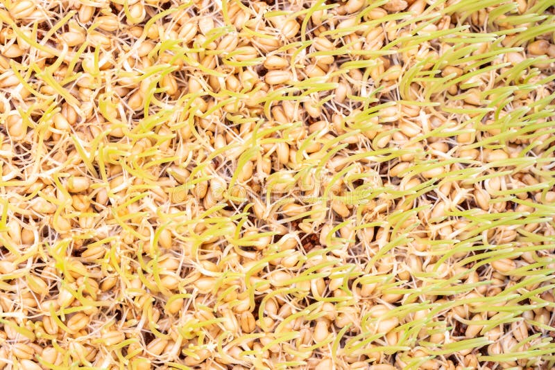 Germinated Wheat, Young Wheatgrass Stock Image - Image of food, grain ...