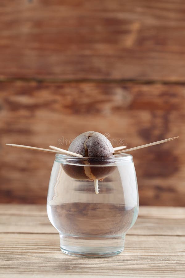 Germinating Avocado - Part 2 Stock Photo - Image of rooting, water ...