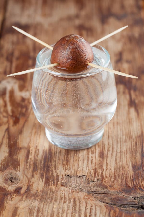 Germinating Avocado - Part 3 Stock Image - Image of glass, shoot: 32440437