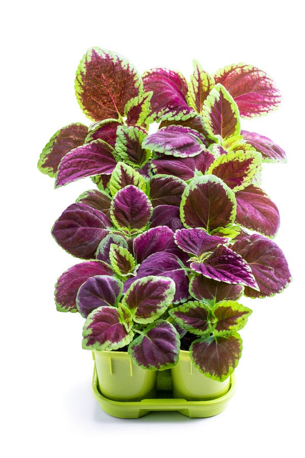 Germinating Baby Coleus Plant in Small Pots Isolated on White Stock ...