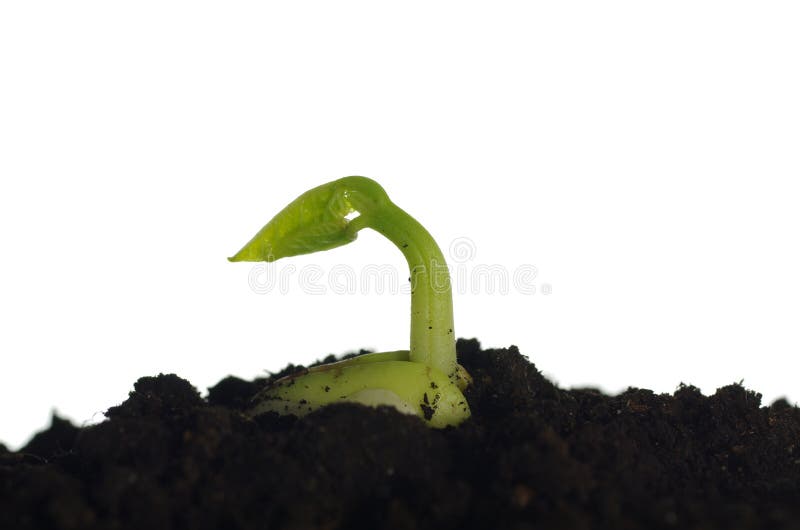 Germinating bean seeds stock photo. Image of growth, leaf - 19077598