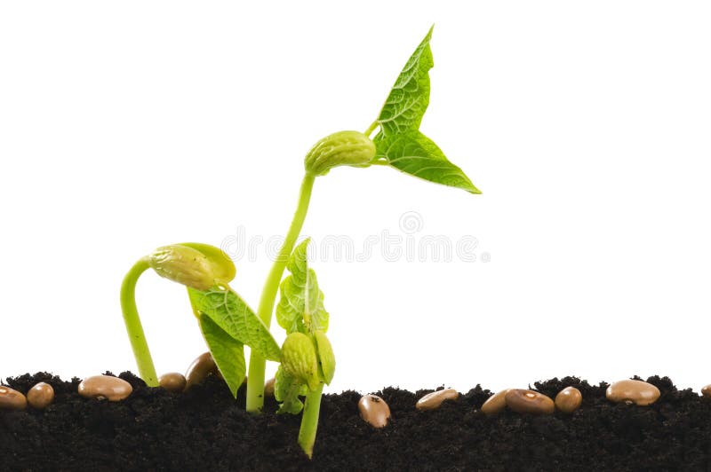 Germinating bean seed stock image. Image of growth, leaf - 15245623