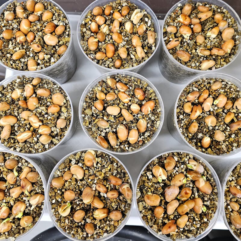 Germinating Bean Seeds in Soil Mixture in Plastic Jars Stock Photo ...