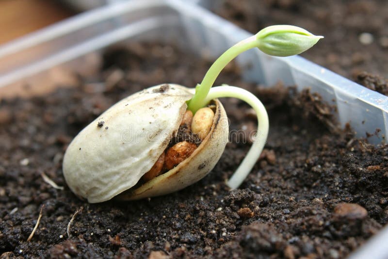 Germinating Bitter Gourd Seed Stock Illustration - Illustration of ...