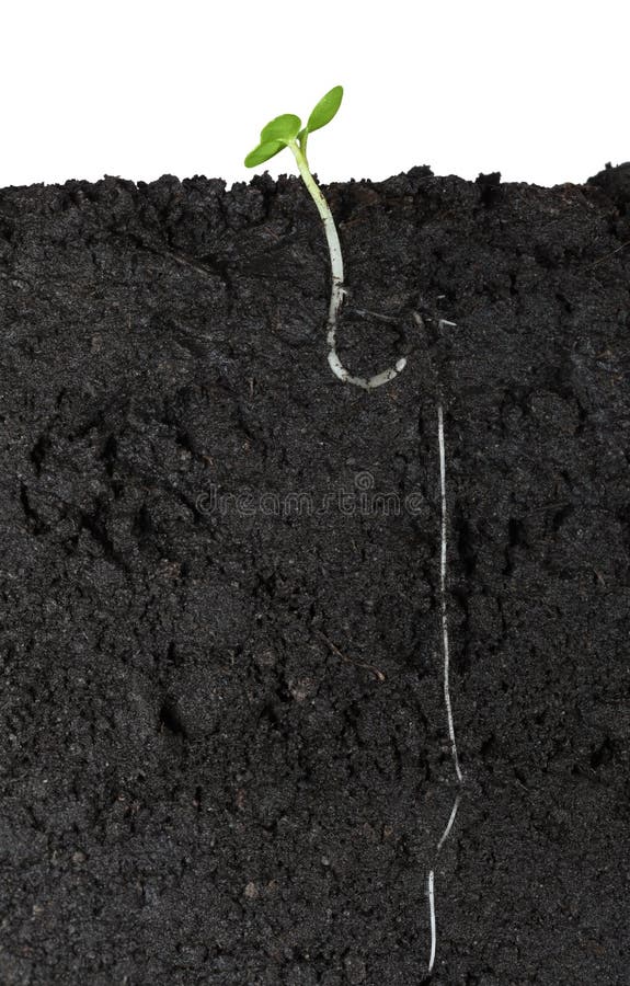 Germinating Cabbage with Long Roots Stock Image - Image of closeup ...