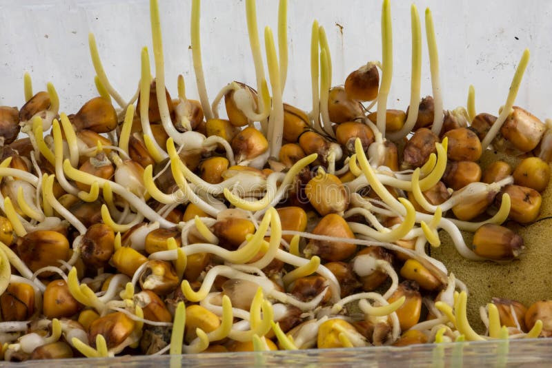 Germinating Corn Grain. Young Shoots. Stock Photo - Image of macro ...