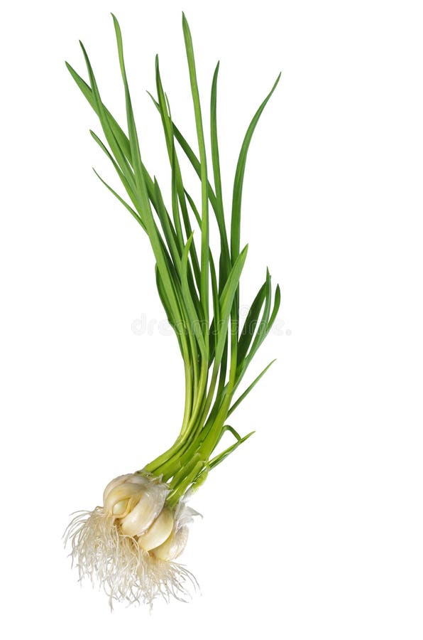 Germinating garlic clove stock image. Image of garlic - 24826063