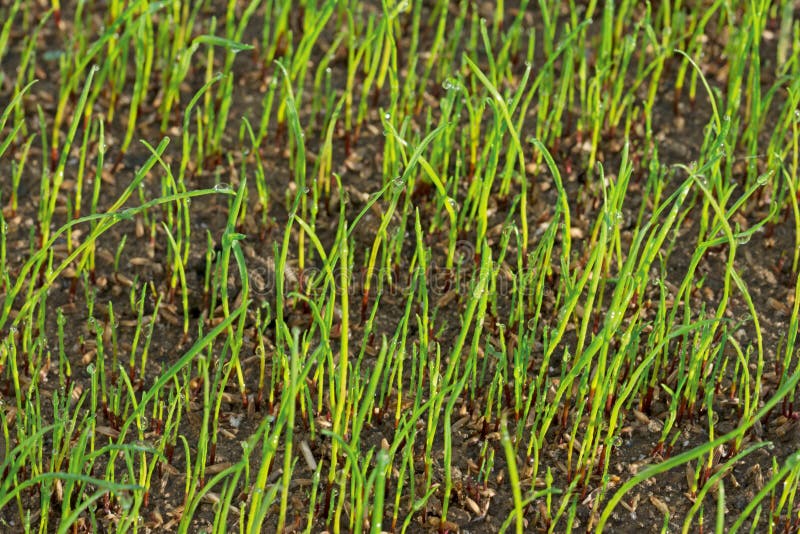 Germinating Grass Seeds in Close-up Stock Photo - Image of closeup ...