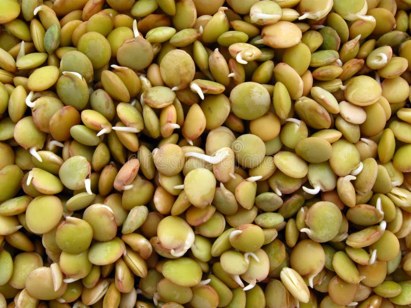 Hydroponic Plantation stock photo. Image of young, green - 11198654