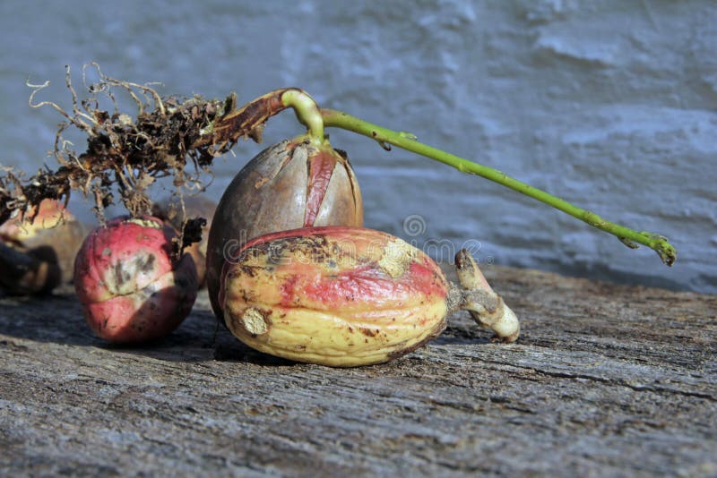 Germinating Oak Acorn before Planting Stock Photo - Image of growing ...