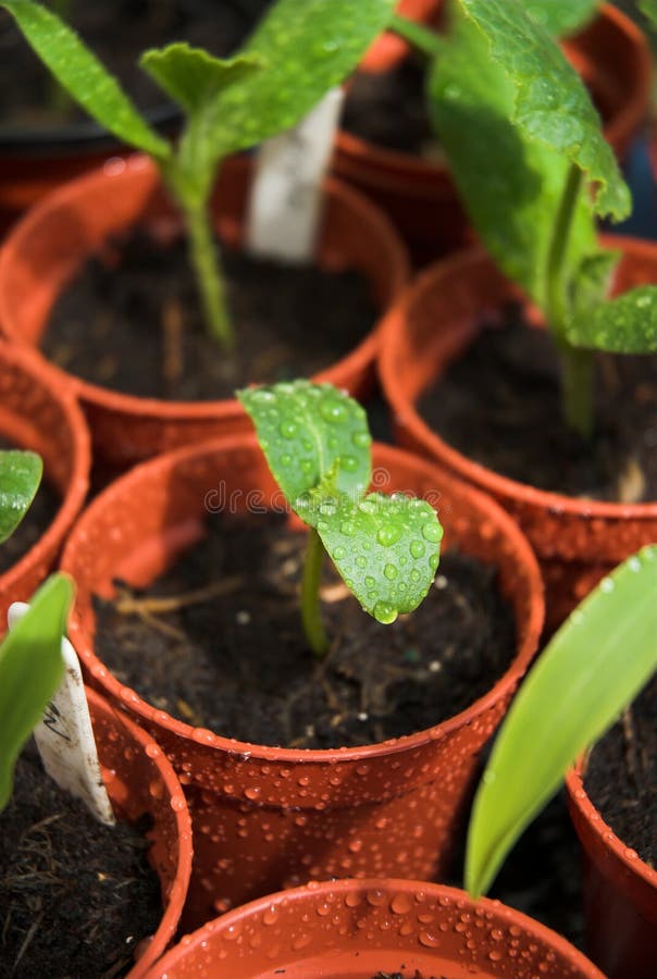 Germinating Plants stock photo. Image of germination - 22707008
