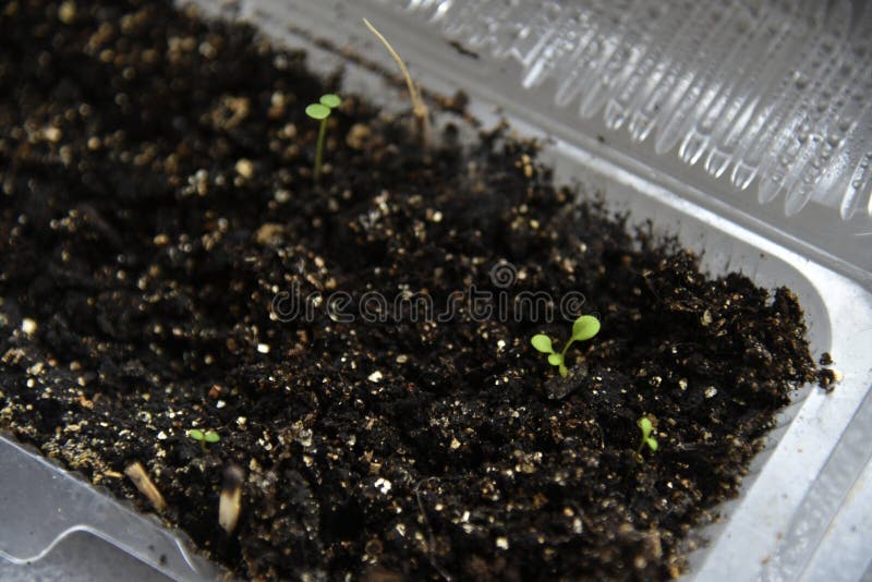 Germinating Plants in Spring and Seedlings Stock Image - Image of small ...