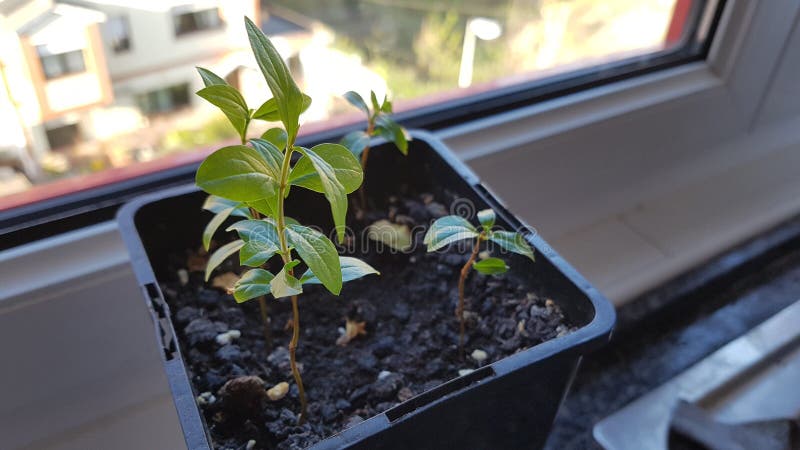 Germinating Pomegranate Seed. Pomegranate Tree Germinated from Seed in ...