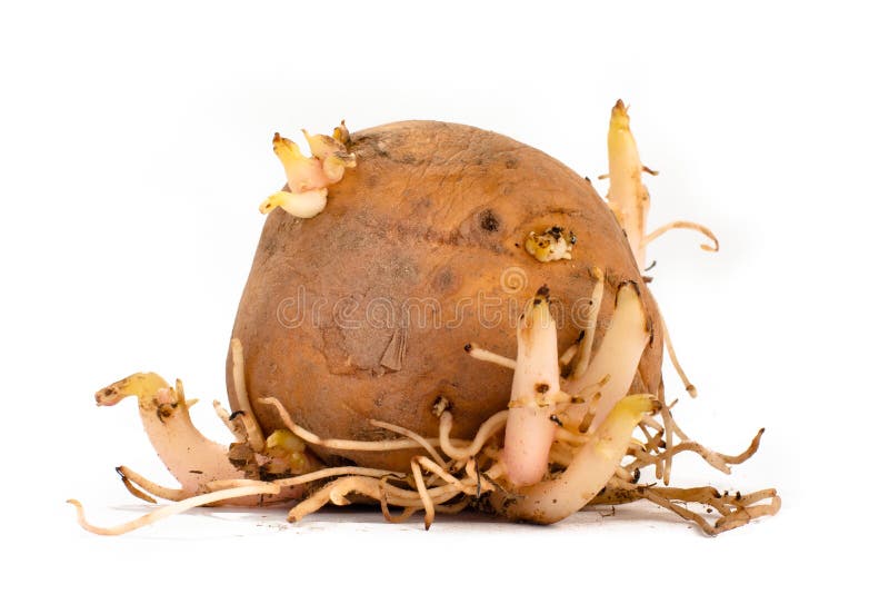Germinating Potato Tuber on White Background Stock Image - Image of ...