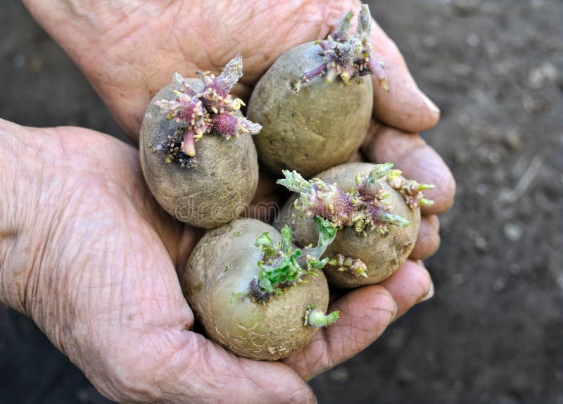 Germinating potatoes stock photo. Image of macro, prepared - 24539772