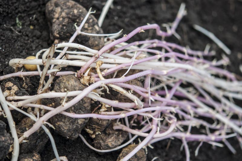 Germinating Potatoes on the Ground Stock Photo - Image of vegetable ...