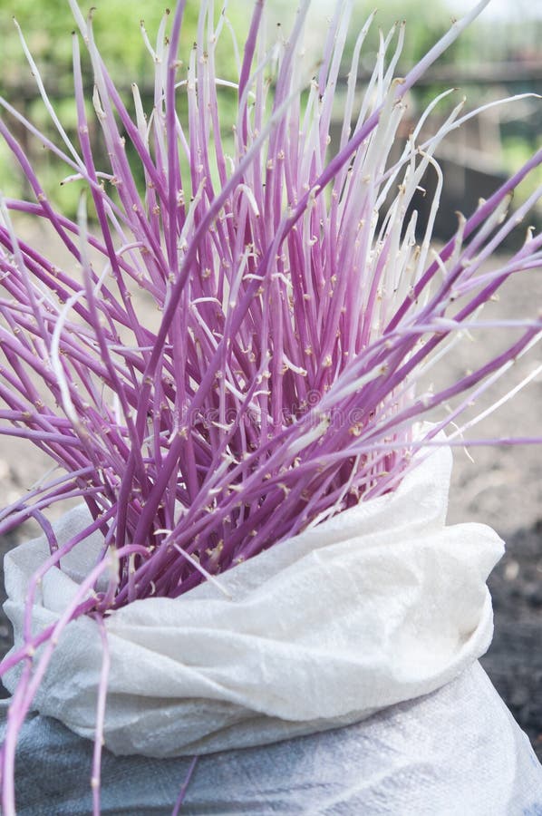 Germinating Potatoes on the Ground Stock Photo - Image of germination ...