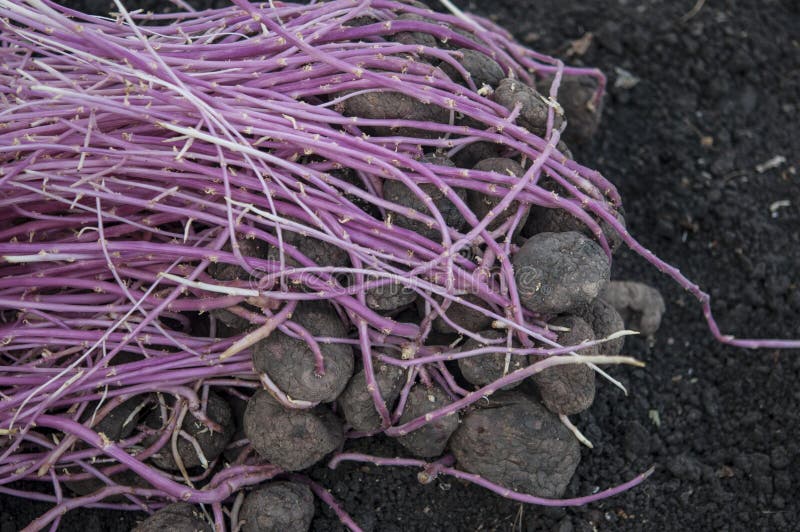 Germinating Potatoes on the Ground Stock Photo - Image of potato, food ...