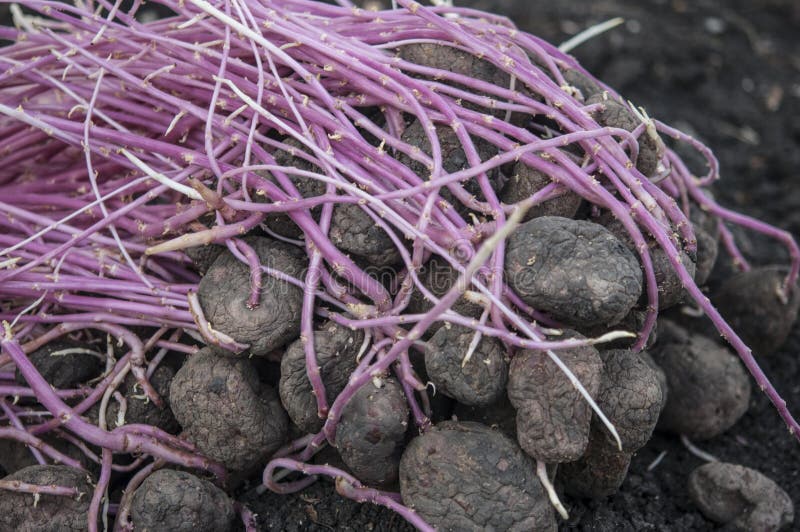 Germinating Potatoes on the Ground Stock Photo - Image of green, food ...