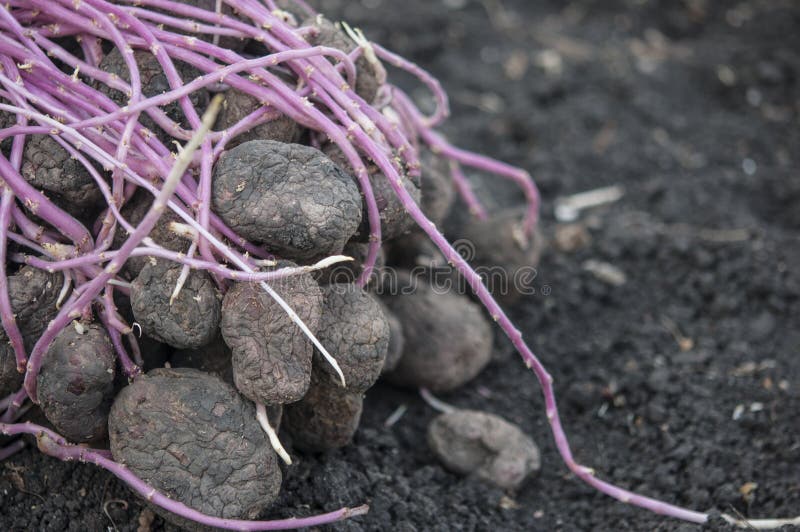 Germinating Potatoes on the Ground Stock Image - Image of soil, growing ...