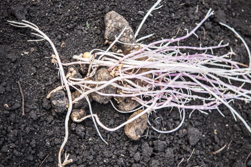 Germinating Potatoes on the Ground Stock Photo - Image of outdoors ...