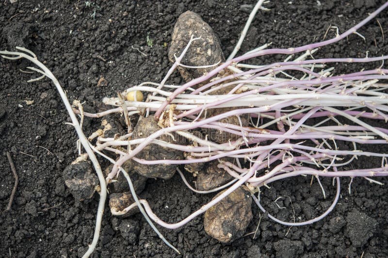 Germinating Potatoes on the Ground Stock Image - Image of food ...