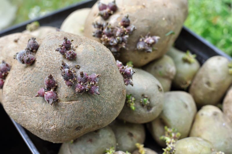 Germinating potatoes stock photo. Image of nature, closeup - 34962154