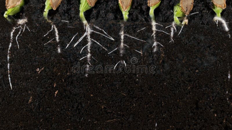 Germinating Pumpkin Seed Roots Underground Vew with Roots Stock Footage ...