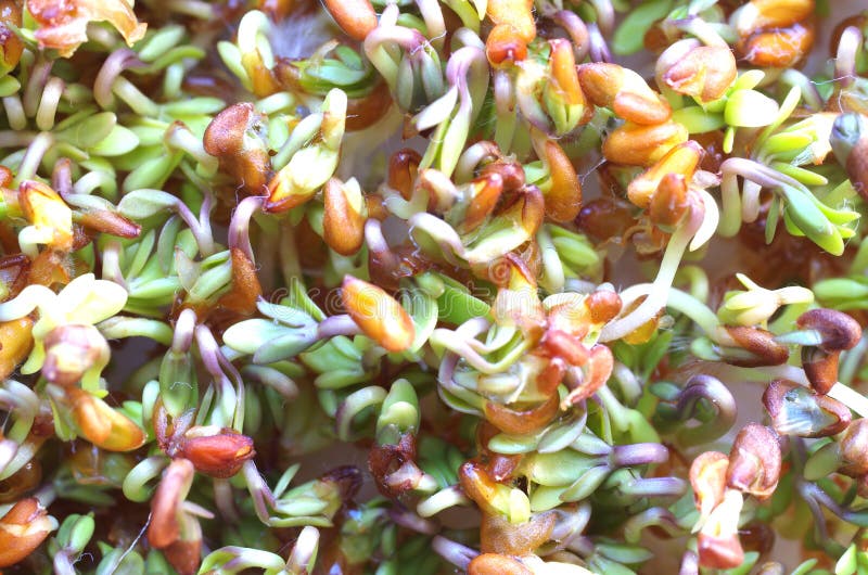 Different sprouts stock photo. Image of agriculture, root - 29941538