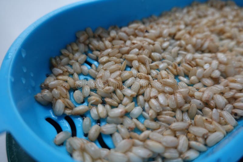 Germinating Rice in Blue Colander for Cooking Stock Photo - Image of ...