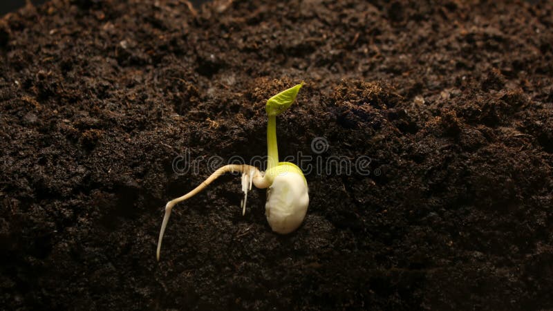 Germinating Seed Growing in Ground Agriculture Spring Summer Timelapse ...