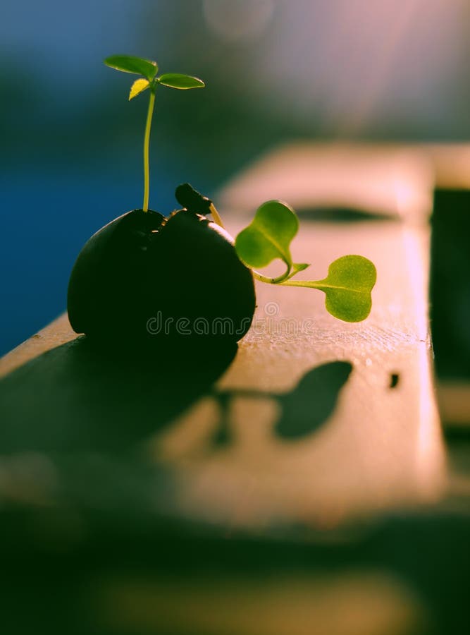 Germinating Seed with Leaf Shadow in Sunshine Stock Photo - Image of ...