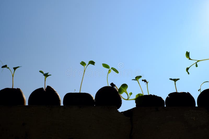 Germinating Seed with Leaf Shadow in Sunshine Stock Photo - Image of ...
