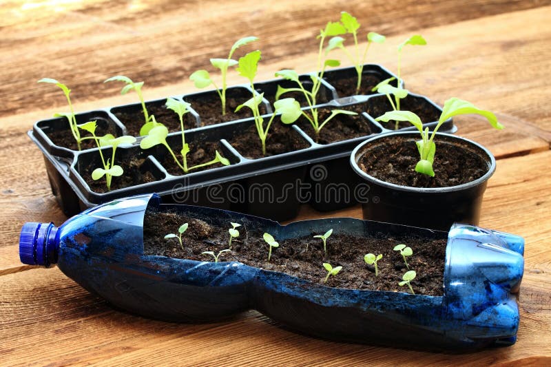 Germinating Seedlings in Reuse Plastic Bottle on Wooden Table Stock ...