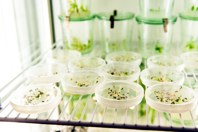 Two germinating seeds stock image. Image of horticulture - 4316545