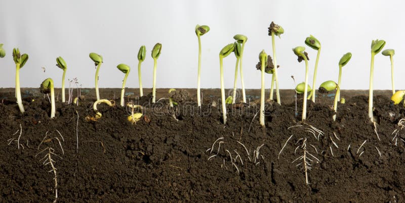 Germinating Soybeans with Young Roots. Stock Image - Image of fresh ...