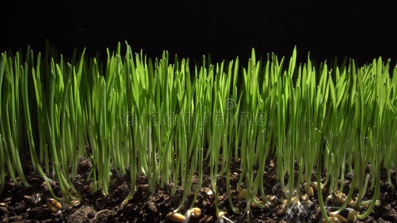 Germinating Sprouts of Wheat Stock Image - Image of spring, plant ...
