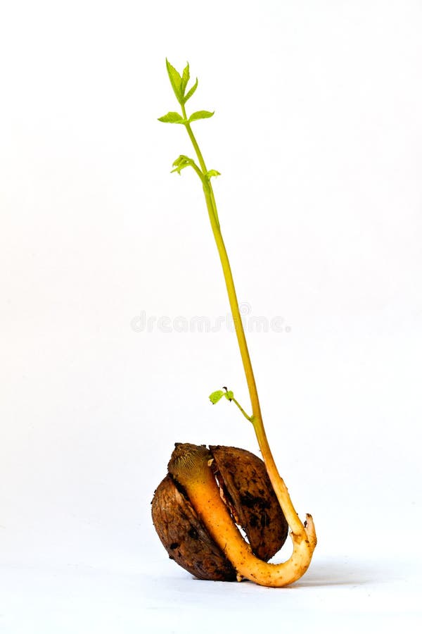 Walnut Seedling, Juglans Regia Stock Photo - Image of juglans, seasonal ...