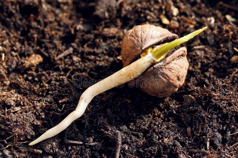 Germinating Walnut on Soil, Growing Sprout of a Young Walnut with Long ...