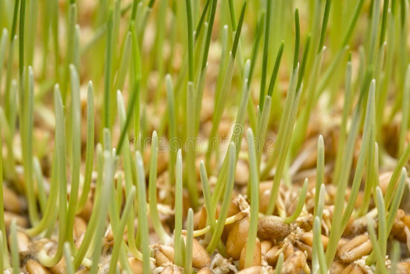 Germinating Wheat Grain Background Stock Image - Image of background ...